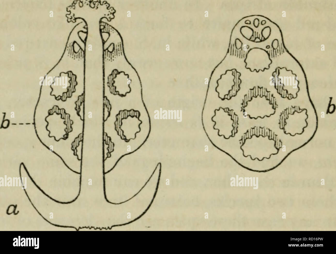 Cuál es la teoría moderna de la evolución - CCFProsario.com