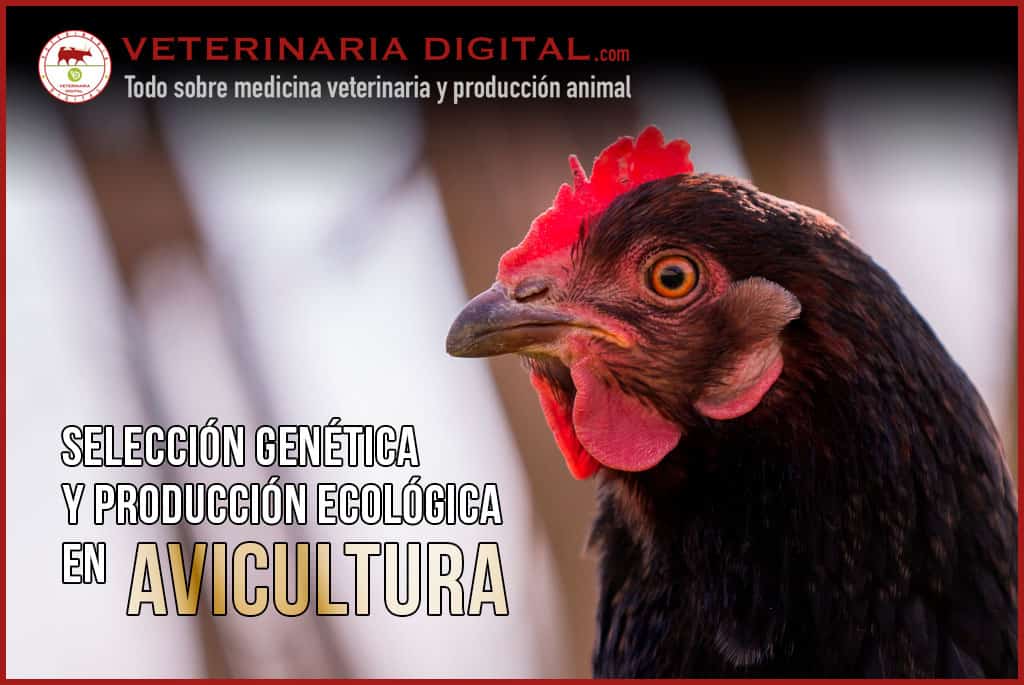 ¿Pollo macho o hembra? Aprende a distinguirlos fácilmente - CCFProsario.com
